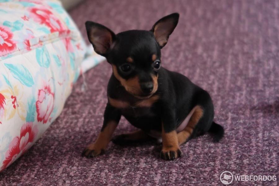 Pražský krysařík krátkosrstý na prodej s pp Praha 4, Praha