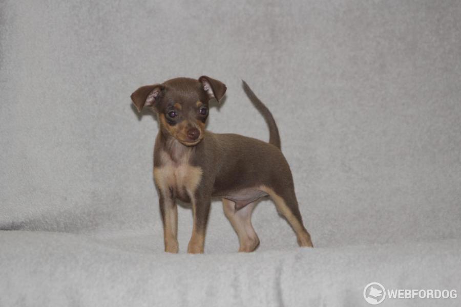 Pražský krysařík krátkosrstý na prodej s pp Tasov, Žďár nad Sázavou