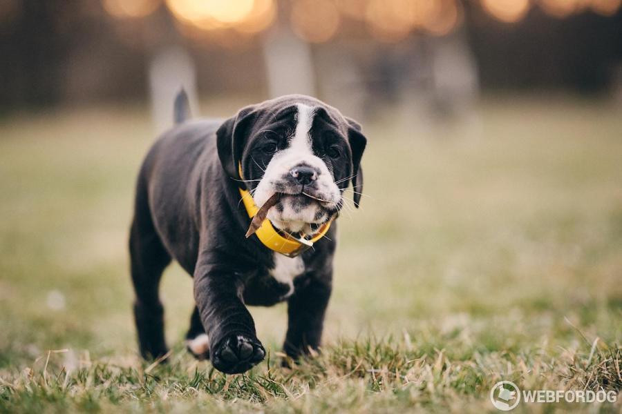 Kontinentální buldok na prodej s pp Práče, Znojmo