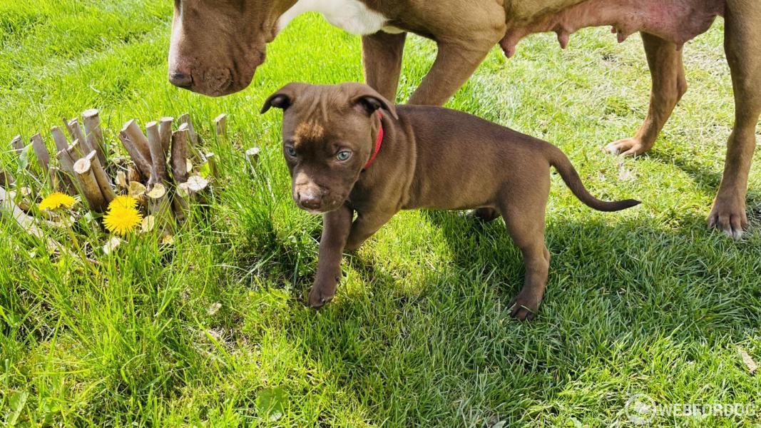 Americký pitbulteriér na prodej s pp Rokycany