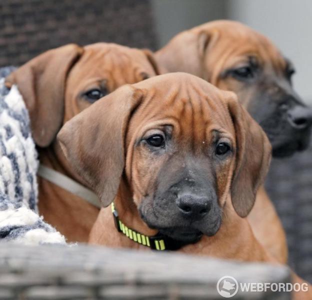 Rhodézský ridgeback na prodej s pp Roztoky, Praha - západ
