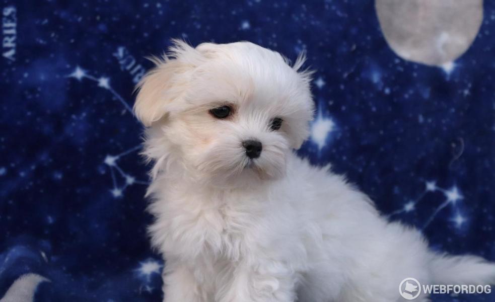 Maltézský psík (maltézský pinč, maltézský bichon, maltézan, maltézáček ...