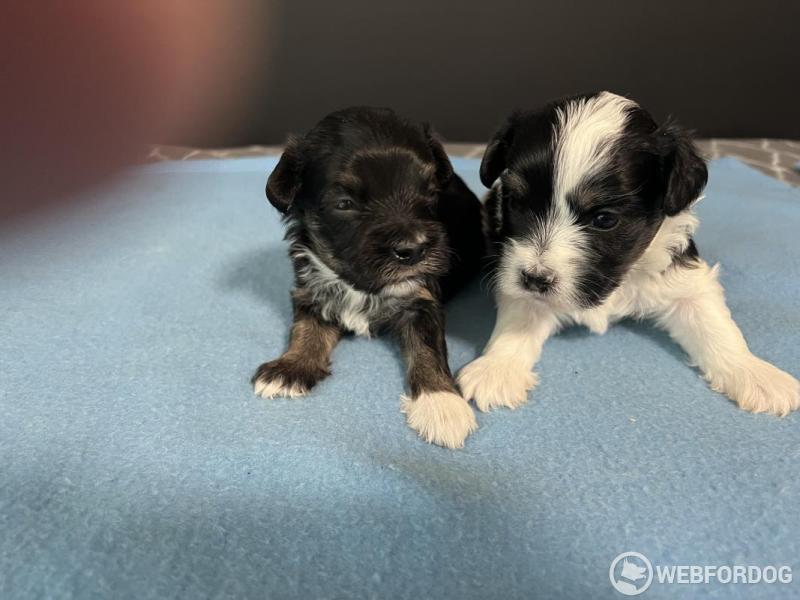 Boloňský psík (boloňský papillon, bolonézan, bichon bolognese (franc ...