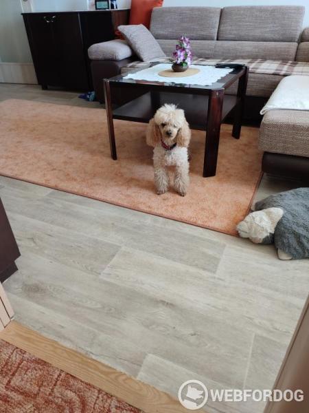 Pudl - vše co potřebujete vědět na jednom místě