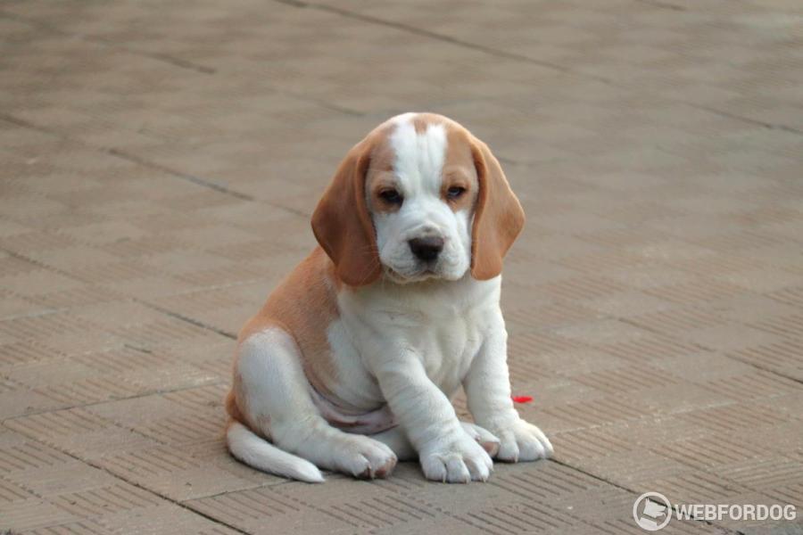 Bígl (Anglický bígl, BEA) - vše co potřebujete vědět na jednom místě