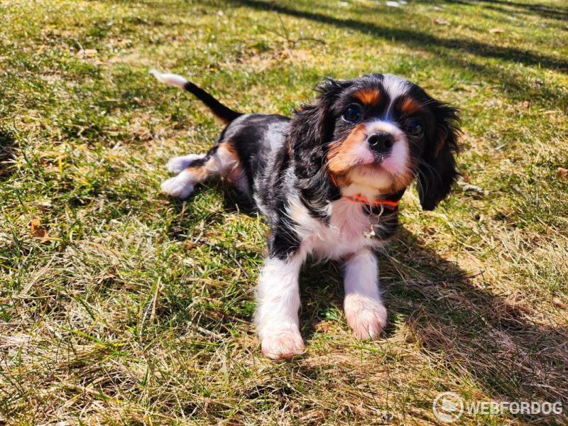 Kavalír King Charles španěl (kavalír) - vše co potřebujete vědět na ...