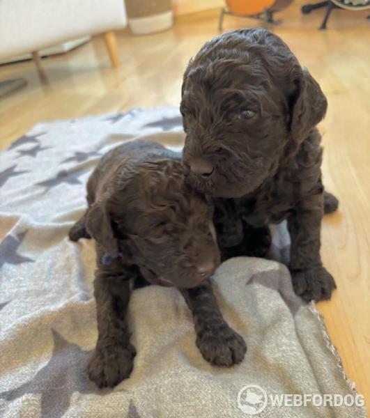 Pudl - vše co potřebujete vědět na jednom místě