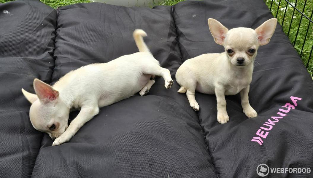 Čivava (chihuahueno, CHI) - vše co potřebujete vědět na jednom místě