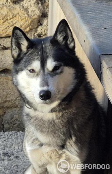 Sibiřský husky na prodej s pp fci Sadská, Nymburk