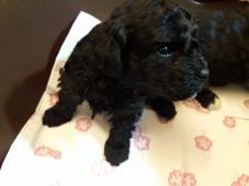 Plemená psov, psie plemená, rasy psov a ich fotky - abecedný zoznam