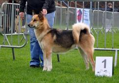 Plemená psov, psie plemená, rasy psov a ich fotky - abecedný zoznam