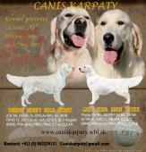 Plemená a rasy psov, psie fotky - abecedný zoznam, 365 plemien