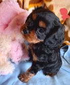 Inzercia psov - psia inzercia zadarmo, šteňatá na predaj, psy, predaj psov