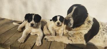 Inzercia psov - psia inzercia zadarmo, šteňatá na predaj, psy, predaj psov