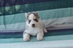 Inzercia psov - psia inzercia zadarmo, šteňatá na predaj, psy, predaj psov