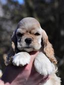 Inzercia psov - psia inzercia zadarmo, šteňatá na predaj, psy, predaj psov