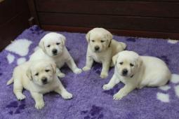 Inzercia psov - psia inzercia zadarmo, šteňatá na predaj, psy, predaj psov