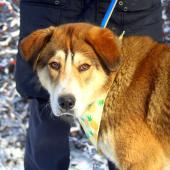 Plemená a rasy psov, psie fotky - abecedný zoznam, 365 plemien