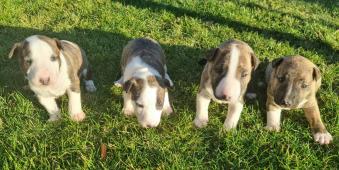 Inzercia psov - psia inzercia zadarmo, šteňatá na predaj, psy, predaj psov