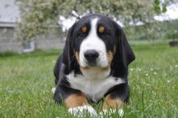 Plemená a rasy psov, psie fotky - abecedný zoznam, 365 plemien