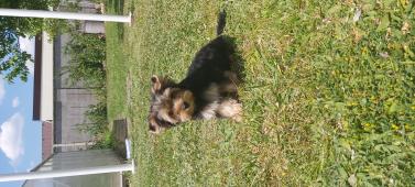 Inzercia psov - psia inzercia zadarmo, šteňatá na predaj, psy, predaj psov