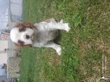 Plemená a rasy psov, psie fotky - abecedný zoznam, 365 plemien