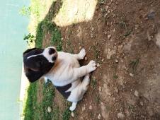 Inzercia psov - psia inzercia zadarmo, šteňatá na predaj, psy, predaj psov