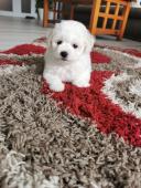 Inzercia psov - psia inzercia zadarmo, šteňatá na predaj, psy, predaj psov