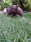 Inzercia psov - psia inzercia zadarmo, šteňatá na predaj, psy, predaj psov