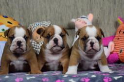 Inzercia psov - psia inzercia zadarmo, šteňatá na predaj, psy, predaj psov