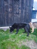 Inzercia psov - psia inzercia zadarmo, šteňatá na predaj, psy, predaj psov