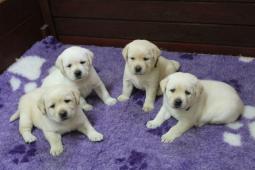 Plemená a rasy psov, psie fotky - abecedný zoznam, 365 plemien