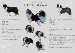 Plemená a rasy psov, psie fotky - abecedný zoznam, 365 plemien